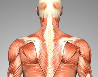 Anatomie des Rückens - Aufbau & Zusammenhang des Rückens